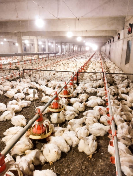 Our Premium Products | Dimond Agro-Vet